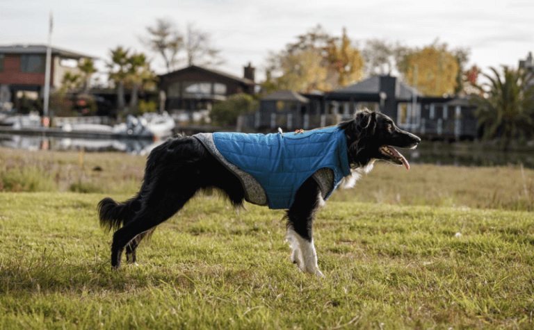 Best Dog Jackets: Winter Essentials for your Furry Friend ...
